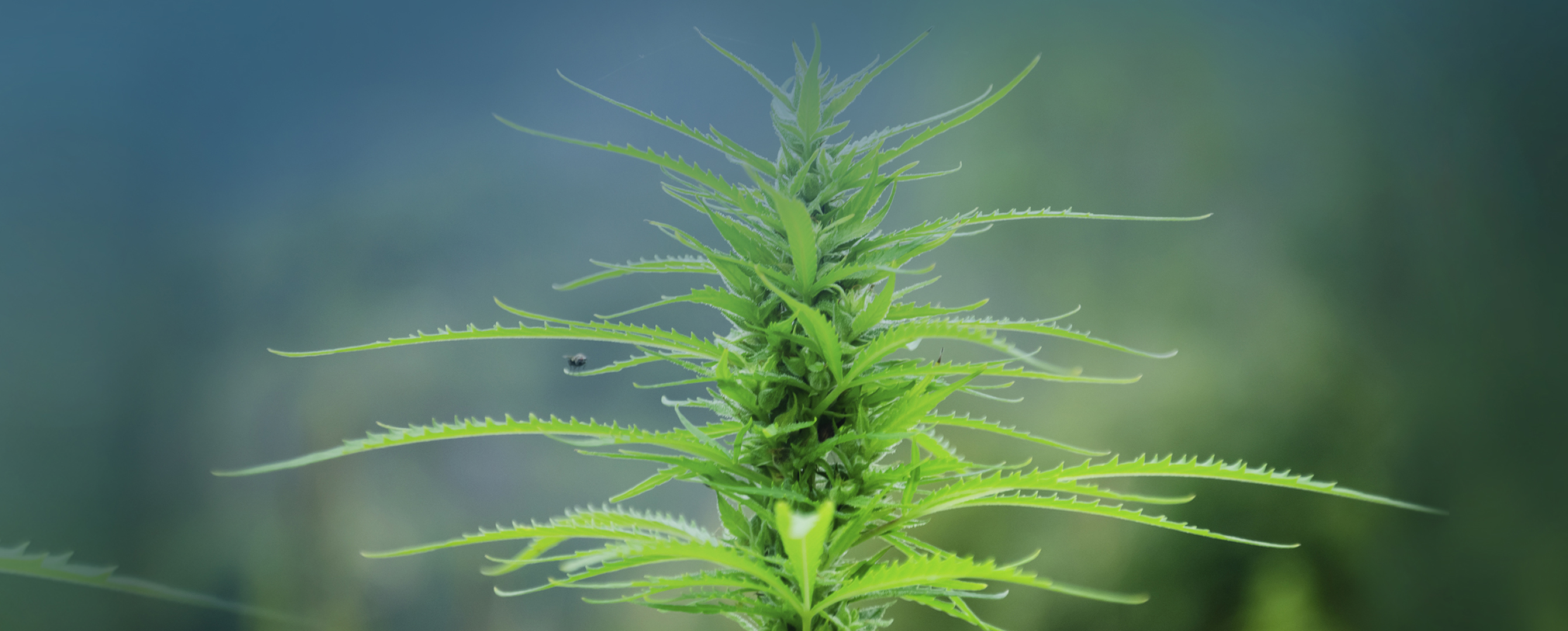 Canapa: i 5 benefici per l'ambiente - Canapa Industriale